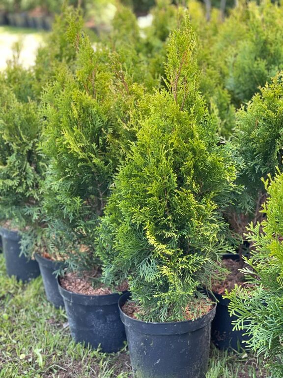 Elupuud Smaragd 60-80cm - Soov.ee