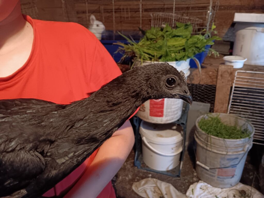 Ayami kukk - Soov.ee