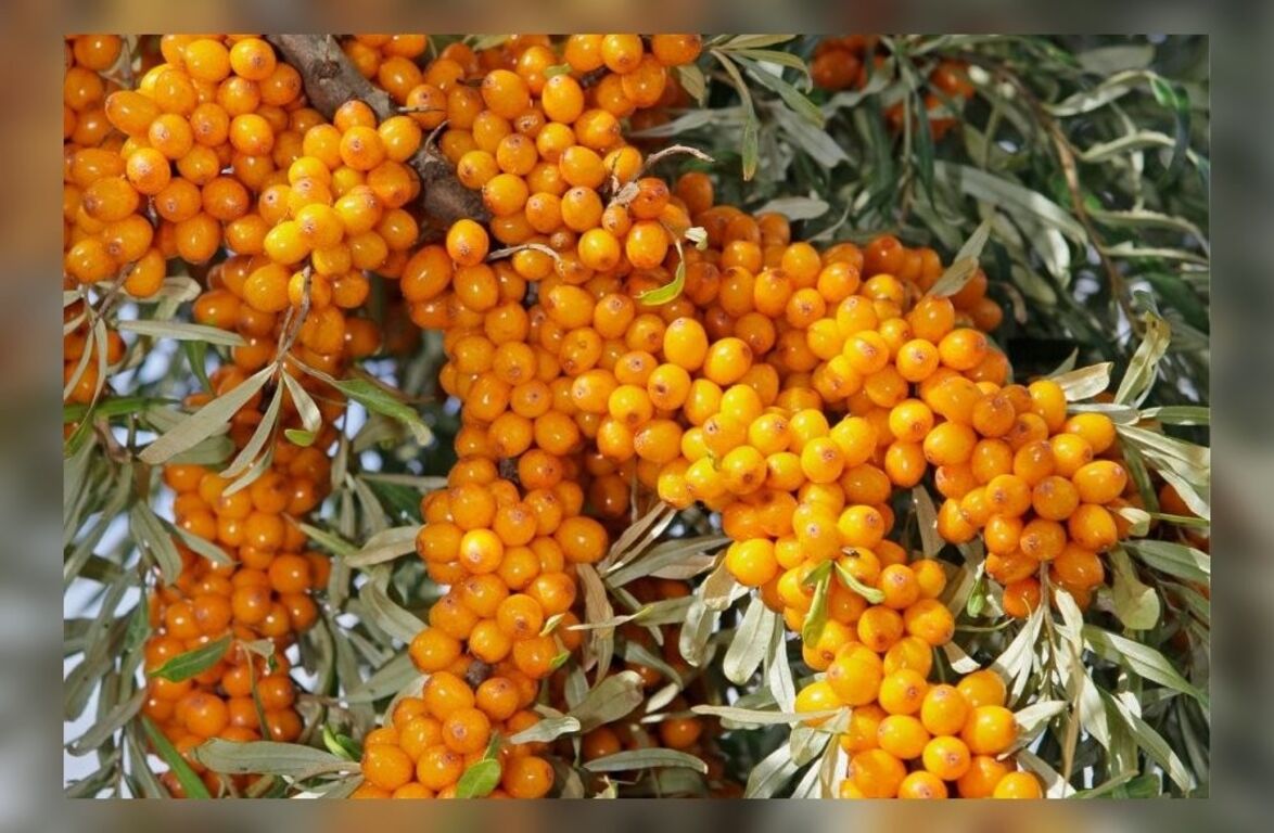 Astelpaju marjad - Soov.ee