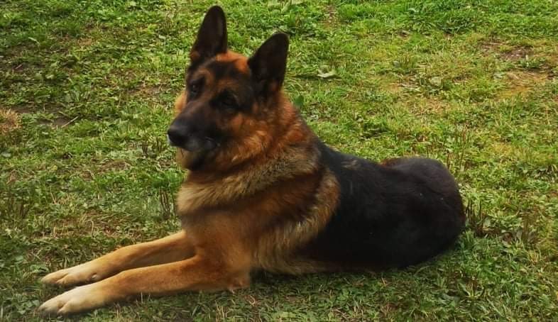 Saksa lambakoer - Soov.ee