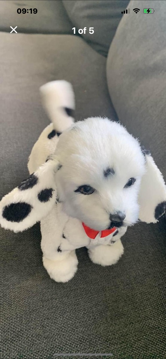 Interaktiivne haukuv koer - Soov.ee