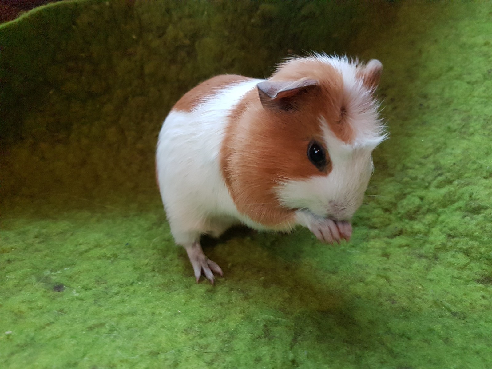 Merisiga, merisead, küülikud - Soov.ee